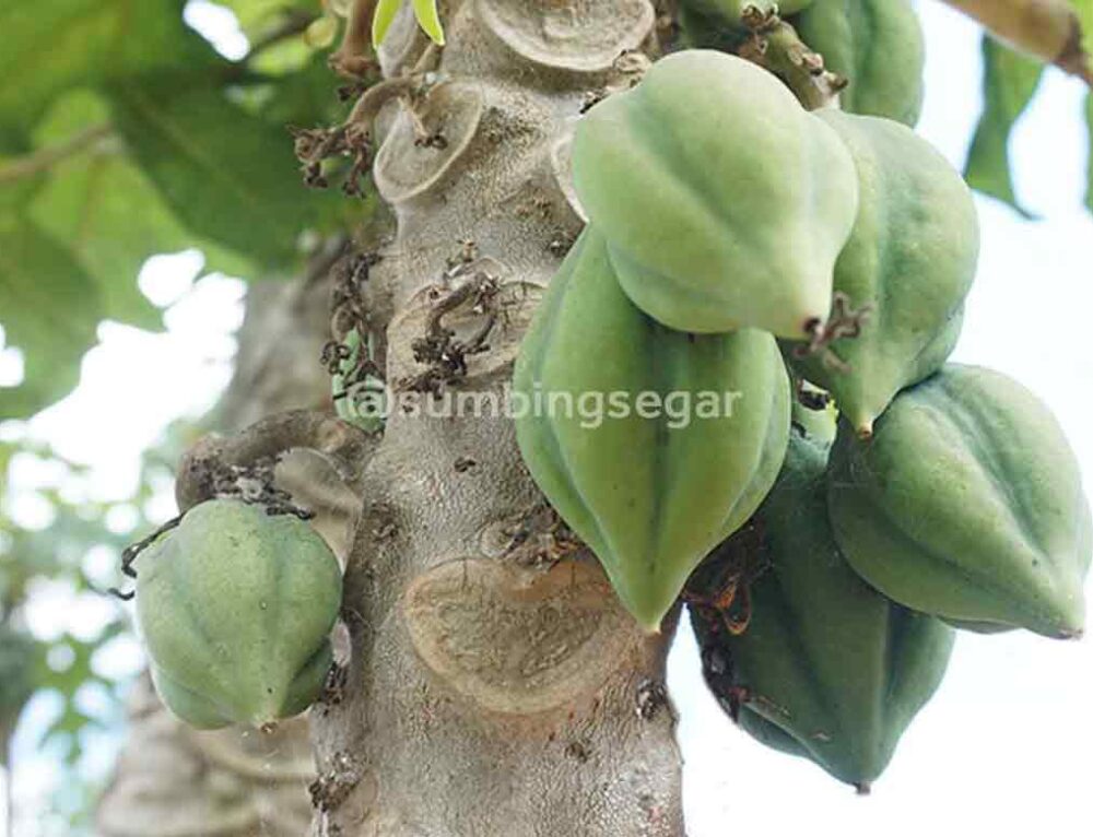 Carica Dieng - Tentang Buah Carica Khas Wonosobo Lengkap