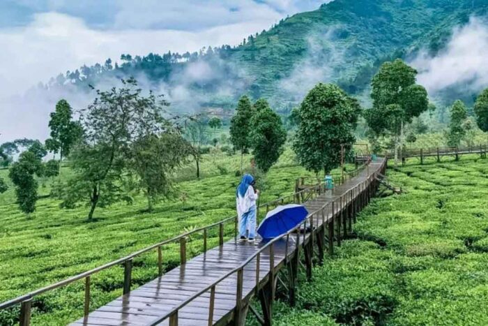 Kebun Teh Tambi : Healing Dengan Pesona Hijau Nan Wangi