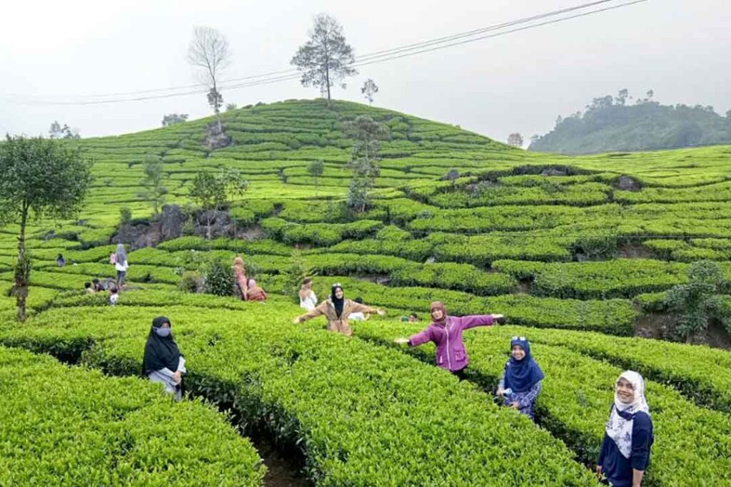 Kebun Teh Tambi : Healing Dengan Pesona Hijau Nan Wangi