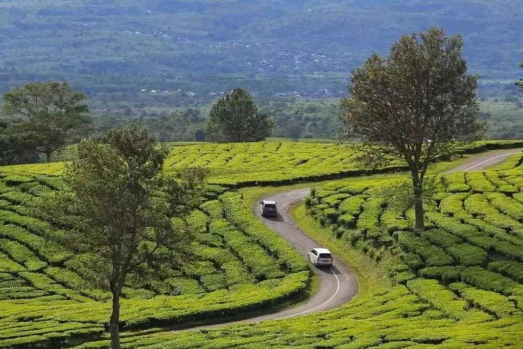Kebun Teh Tambi : Healing Dengan Pesona Hijau Nan Wangi
